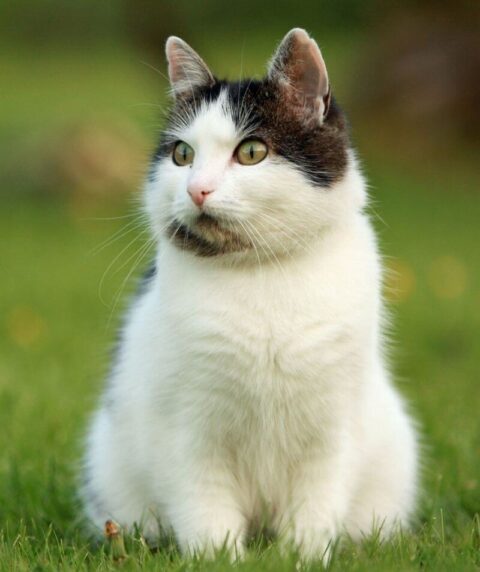 Careers Success | Adobe Animal Hospital