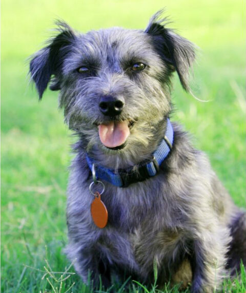 Message Success | Adobe Animal Hospital