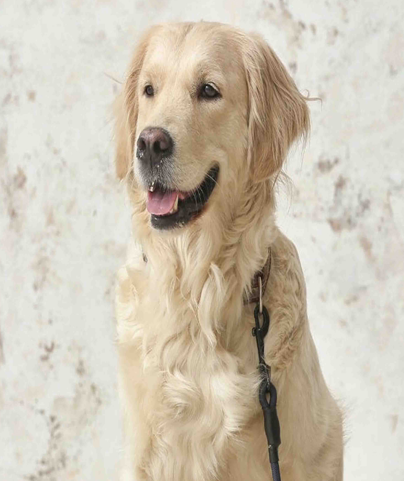 Veterinary Appointment In Concord, CA 94521 | Adobe Animal Hospital